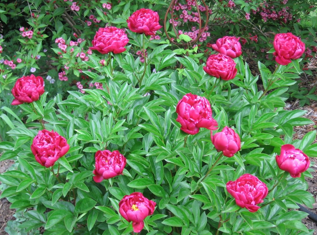 Staking Peonies