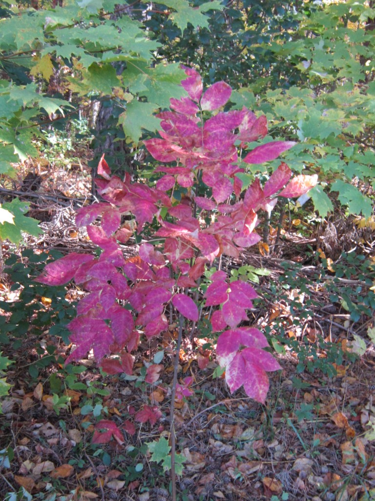 Ash Trees of Ontario