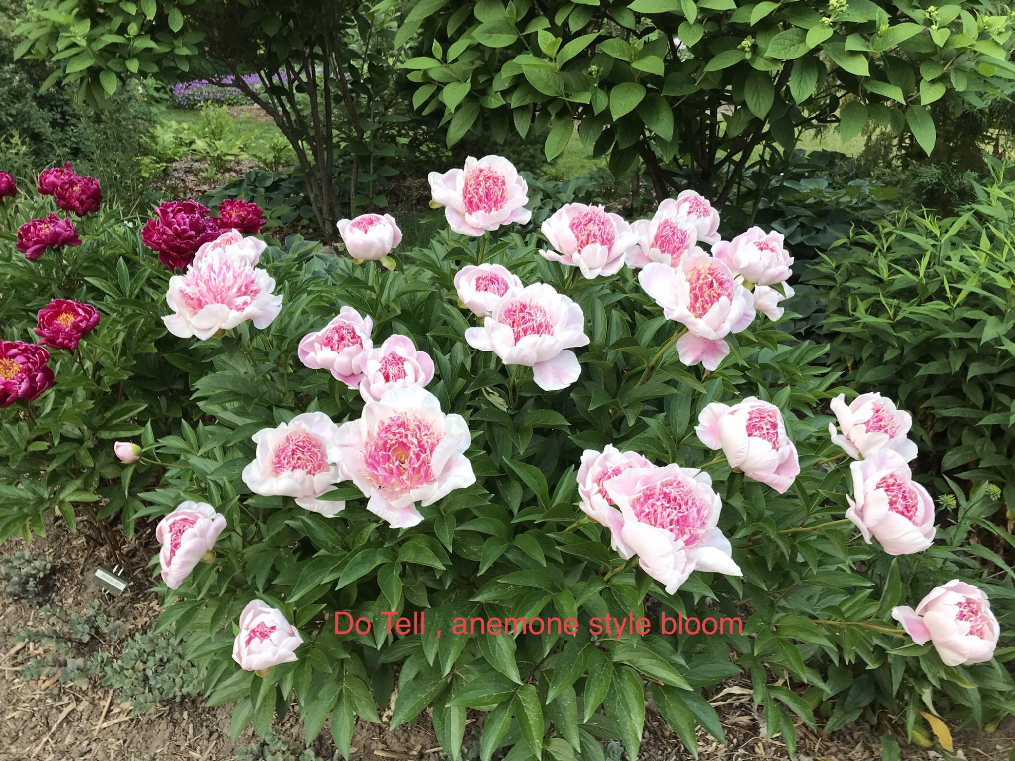 Choosing Peonies for Fall Planting